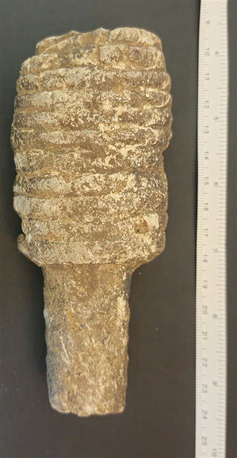 Fossil Question Fossil ID The Fossil Forum Fossil Question Fossil ID The Fossil Forum