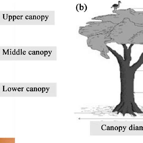 A Illustration Of The Layers Of The Canopy Of A Nesting Tree B Download Scientific Diagram