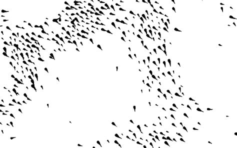 Boids Perlin Noise Flow Field Flashy Programming