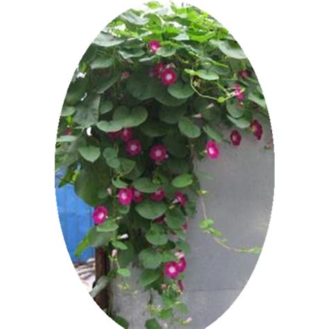 爬藤大牵牛花种子常见好养矮牵牛开花多矮喇叭花种籽很常见易种 虎窝淘