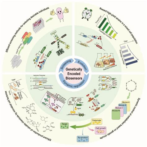 基因编码型生物传感器赋能微生物细胞工厂：从概念框架到实践应用 糖化学与生物技术教育部重点实验室