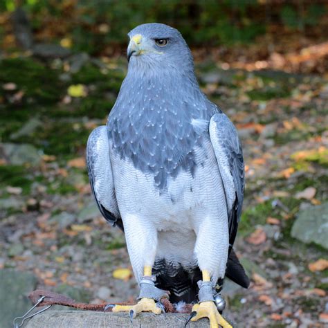картинки крыло летать Дикая природа Дикий клюв Орел Хищник Ястреб Крупным планом