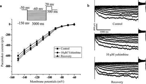 Effects Of Yohimbine On Hyperpolarization Activated Pacemaker Currents Download Scientific