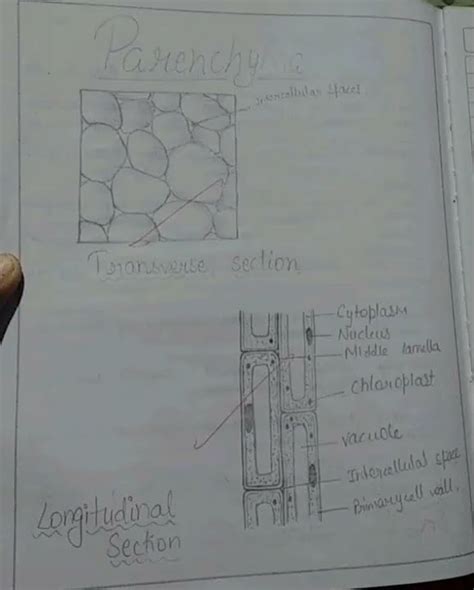 To Identify Parenchyma And Sclerenchyma Tissues In Plant From Prepared Slides On To Draw Their