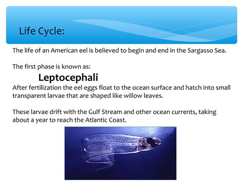 The American Eel Ppt