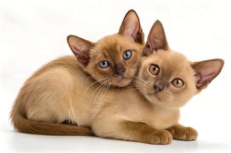 Two Cute Burmese Kittens Isolated On A White Background Burma Kitty