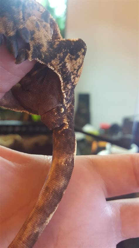 What Sex Is My Gecko I Have Been Told A She R CrestedGecko