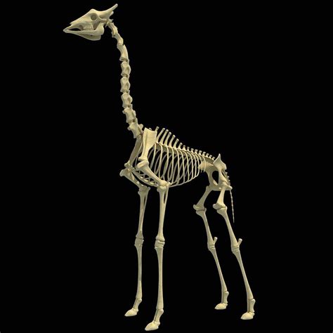 Giraffe Skeleton 3d Model By 3d Horse