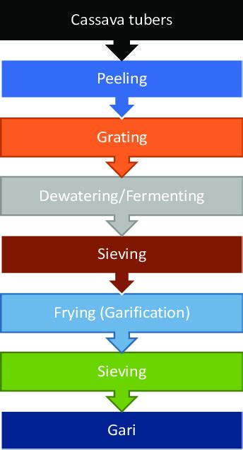 The Flow Chart Of Production Of Gari Download Scientific Diagram