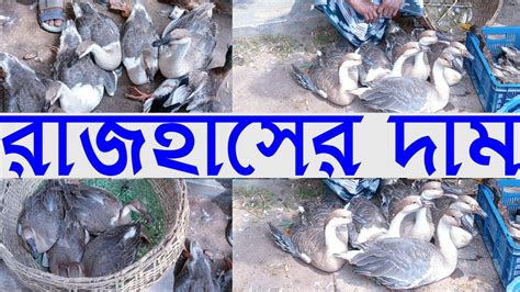 হাঁসের বাচ্চার দাম। রাজহাঁসের দাম। হাট বাজার। হাঁস মুরগির হাট Youtube