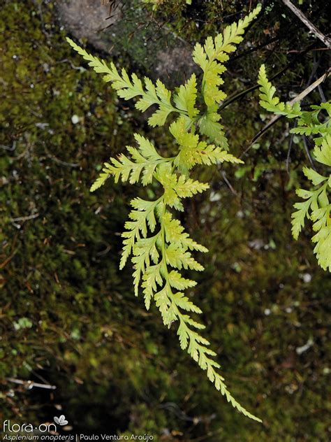 Asplenium Onopteris Flora On