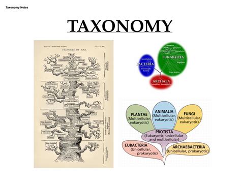 Pdf Taxonomy Notes Taxonomy · Pdf Filetaxonomy Notes Taxonomy Science Of