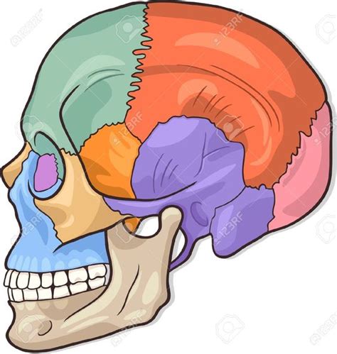 Juegos De Ciencias Juego De Huesos De La Boveda Craneal Cerebriti