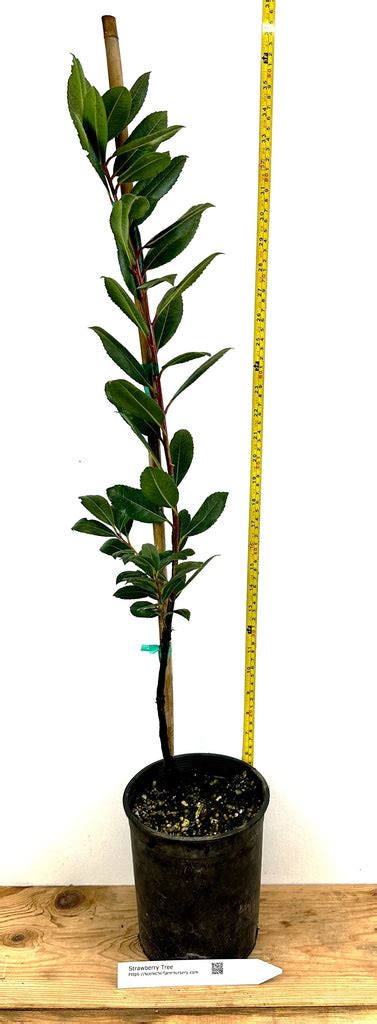 Compact Strawberry Tree One Gallon Arbutus Unedo Compacta