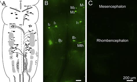 Cytoarchitecture Of The Identified Reticulospinal Neurons In Lamprey Download Scientific