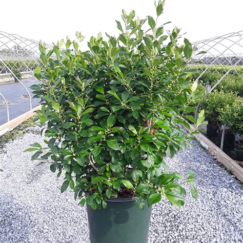 Red Pixie Lilac Grown By Overdevest