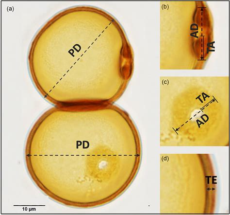 Four Measured Parameters Of Poaceae Pollen Grain Were Considered In The Download Scientific