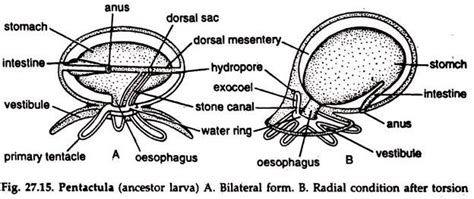 Larvial Forms Of Echinoderms With Diagram