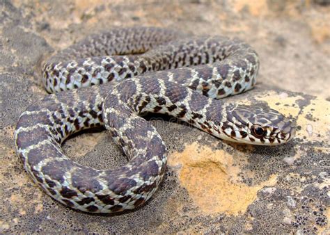 Juvenile Eastern Yellow Bellied Racer Snake Stock Image Image Of