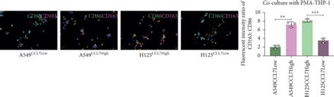 Ccl7 Knockdown Suppresses Chemotaxis And M2 Skewing Of Macrophages A Download Scientific