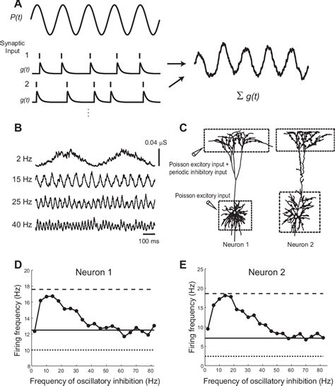 Figure 2 From Control Of Layer 5 Pyramidal Cell Spiking By Oscillatory