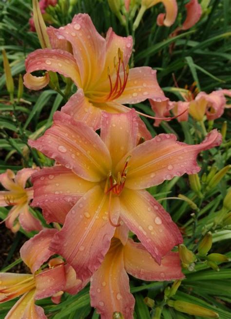 Best 13 Oak Hill Daylilies All My Kittens Artofit
