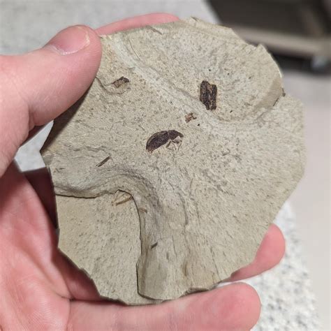 Messy Studies Of Acorn Weevils By Me Rweeviltime