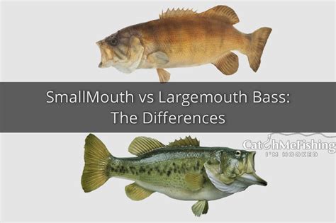 Smallmouth Vs Largemouth Bass The Differences Catchmefishing