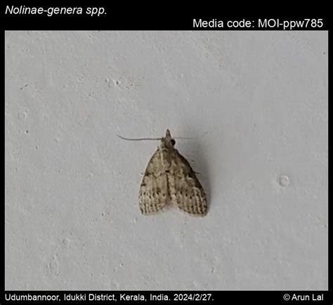 Nolinae Genera Spp Moths