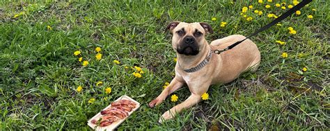 Натуральные лакомства для собак Pittreat Любите вкусно и полезно перекусить 2025 ВКонтакте