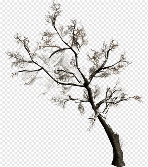 흑인과 백인 꽃 나뭇 가지 트리 지점 크리스마스 트리 스프 루 스 전나무 꽃 봉 오리 검정색과 흰색 분기 싹 Png Pngwing