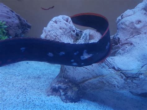 Fire Eel With White Areas On One Side