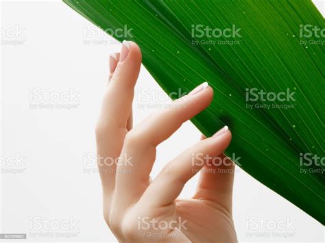 뷰티 케어입니다 매니큐어는 잎을 들고와 섬세 한 손을 흰색 배경에 고립 닫습니다 아름 다운 손톱 화장품의 광고에 대 한 근접