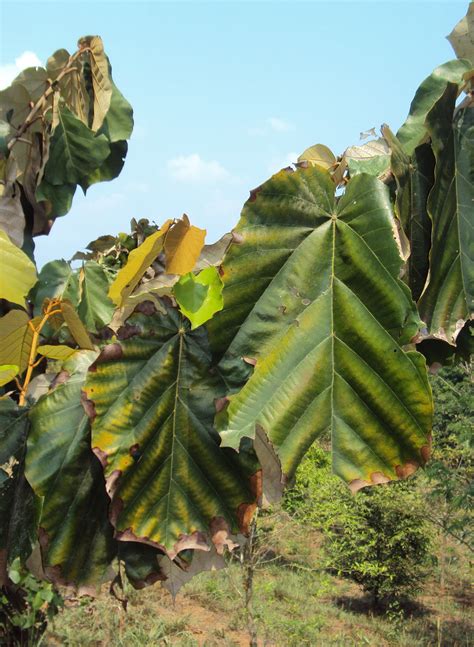 Pterospermum Diversifolium Images Useful Tropical Plants