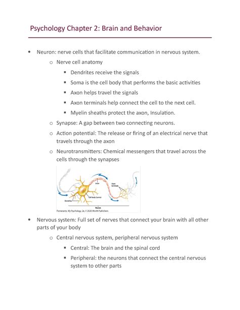 Psychology Chapter 2 Notes Psychology Chapter 2 Brain And Behavior