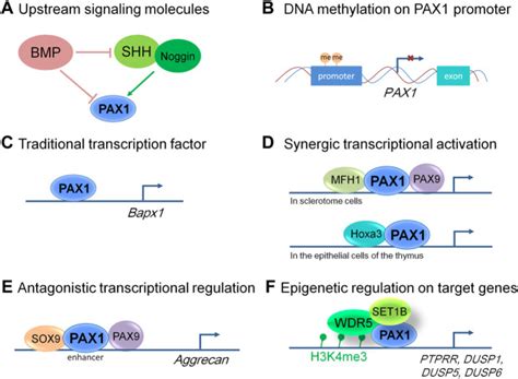 An Overview Of Pax1 Expression Function And Regulation In Development