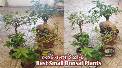 বেস্ট বনসাই প্লান্ট Ll Best Indoor Small Bonsai Plants Youtube