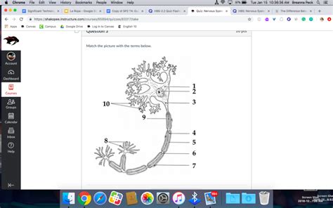 Neuron Diagram Quizlet