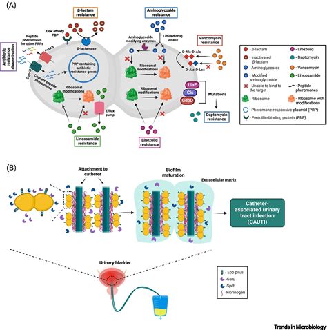 Enterococcus Faecalis Trends In Microbiology