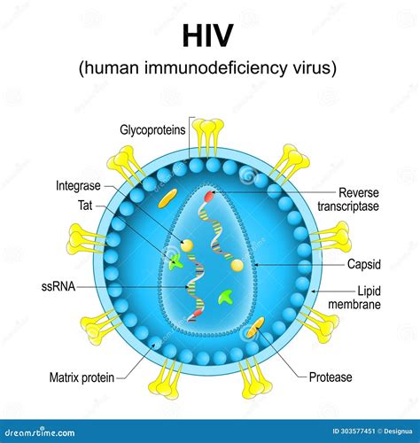 Hiv Virus Diagram 126 Human Immunodeficiency Virus Reverse