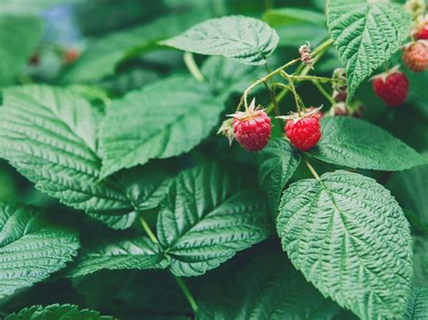Tips And Information About Raspberries Gardening Know How