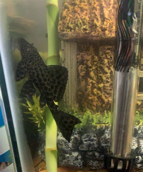 Common Pleco Sexing Raquariums