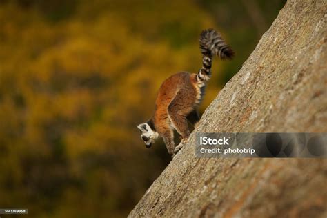 고리꼬리여우원숭이 여우원숭이 Catta 길고 검은색과 흰색의 고리 꼬리가 있는 큰 스트렙시라인 영장류로 마다가스카르 고유종으로