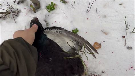 Охота на боровую дичь по снегу Охотимся с подхода Youtube