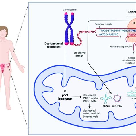 Scheme Showing The Pathways And Interplay Between The Endocrine System