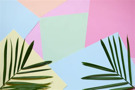 크리에이 티브 최소한의 여름 아이디어입니다 녹색 잎 지점입니다 팜 파스텔 색상에 단풍 텍스트에 대 한 빈 공간을 가진 열 대 이국적인 배경입니다 개념 창조적인 예술입니다