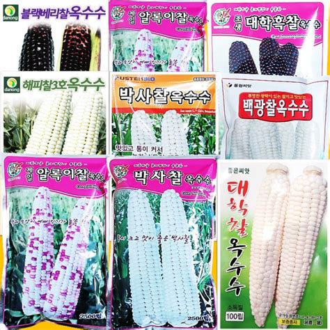 옥수수 대포장 씨앗 종류 초당 찰옥수수 심는시기 재배 파종방법 괴산대학찰 박사찰 흰찰 흑찰 알록이 조생종 네이버 블로그