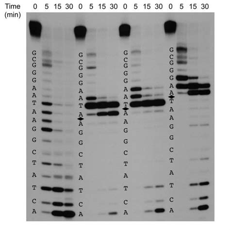 Exonuclease Iii Digestion Of 2 5 Phosphodiester Modified Nonscissile Download Scientific
