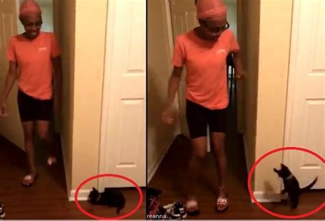 벽 뒤에 숨었다가 야옹귀여워서 아기냥에게 속아준 집사