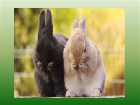 Презентация по окружающему миру Рассматривание кролика для средней группы презентация к уроку